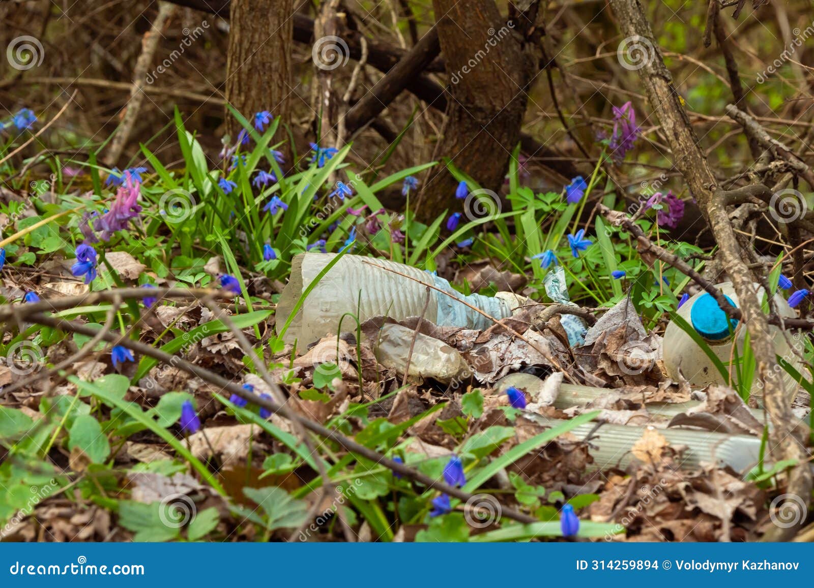 The First Spring Flowers in the Forest and Debris on the Grass Stock ...