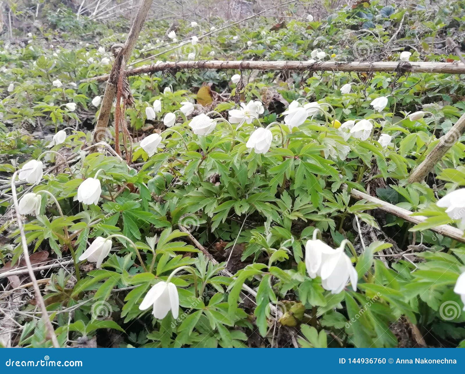 The First Spring Flowers in the Forest. Europe. Stock Photo - Image of ...