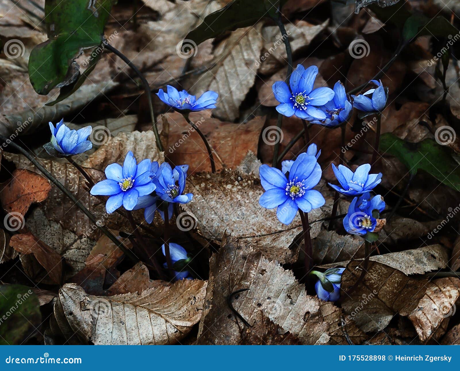 First spring flowers stock photo. Image of nature, leaf - 175528898