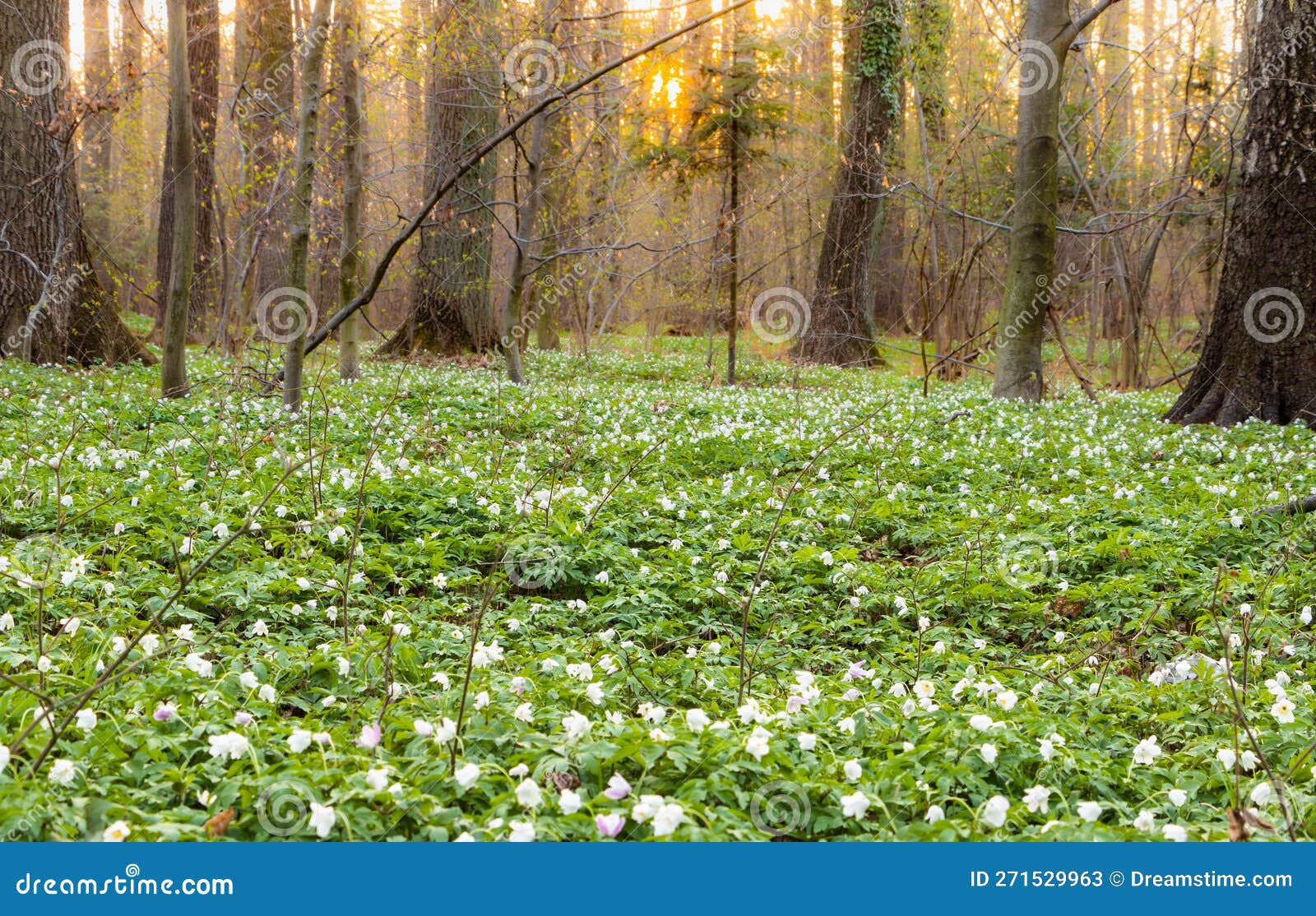 Beautiful Spring Flowers in a Forest at Sunset. Stock Image - Image of ...