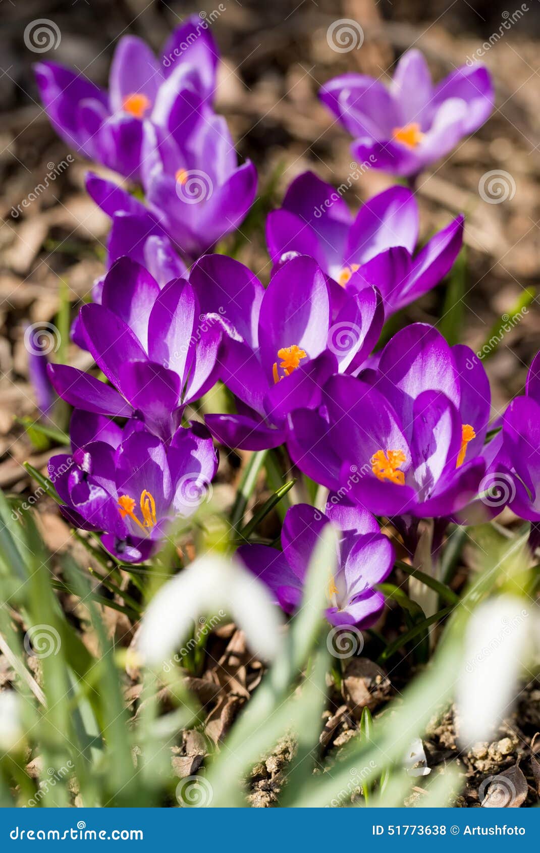 First Spring Flowers in Garden Crocus Stock Photo - Image of pink ...
