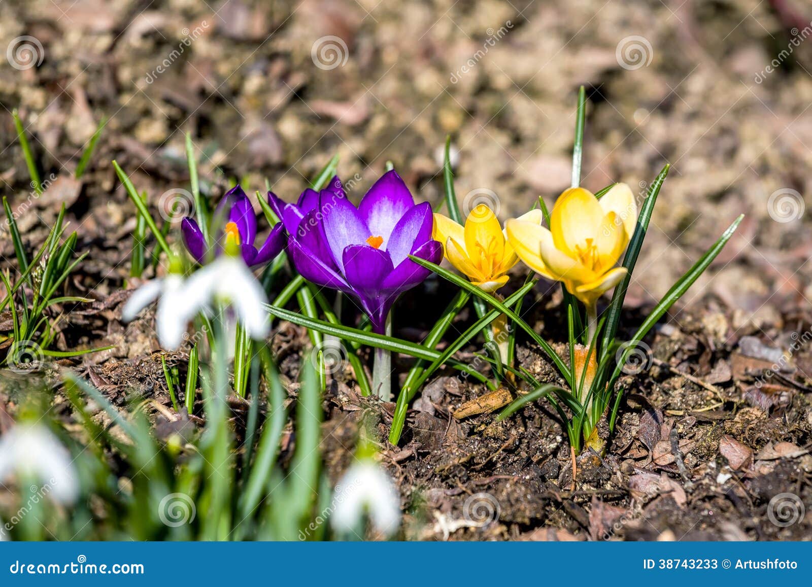 First Spring Flowers in Garden Stock Image - Image of fresh, petals ...