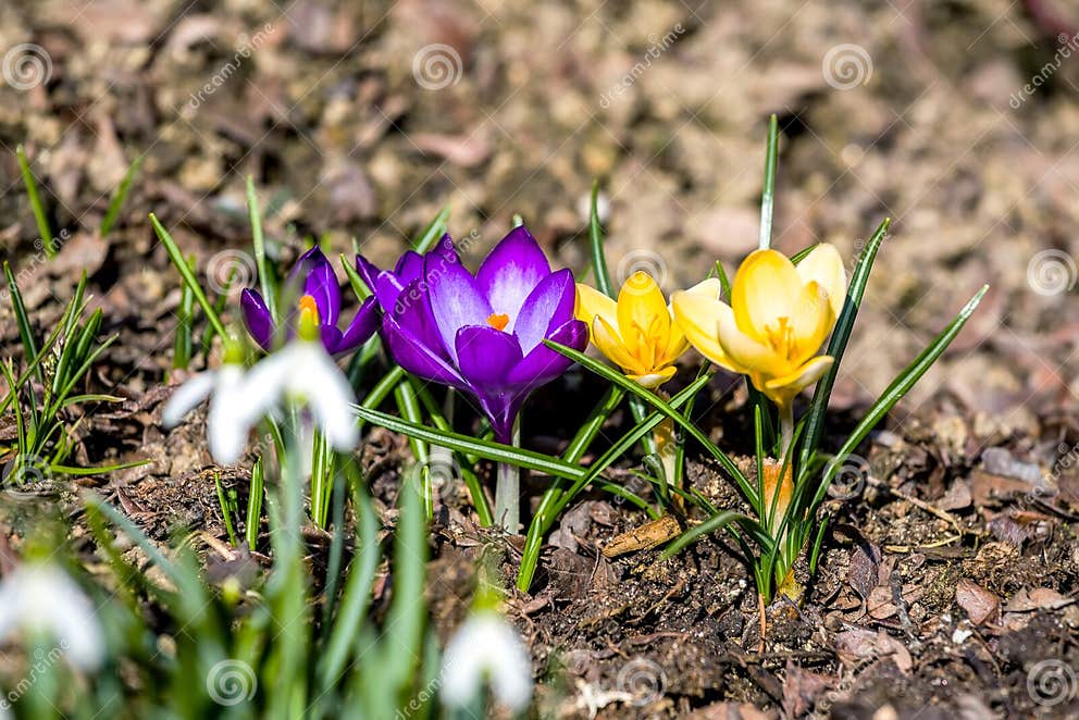 First Spring Flowers in Garden Stock Image - Image of fresh, petals ...