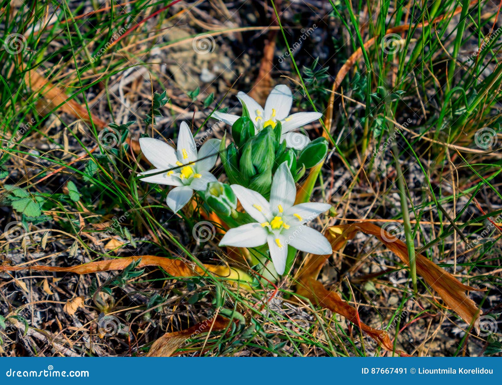 The First Spring Flowers in the Garden. Stock Image - Image of petal ...
