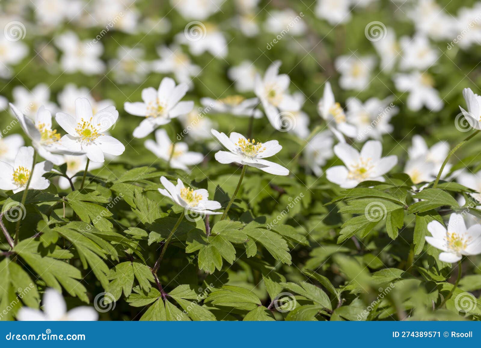 The First Spring Flowers Growing in the Forest Stock Image - Image of ...