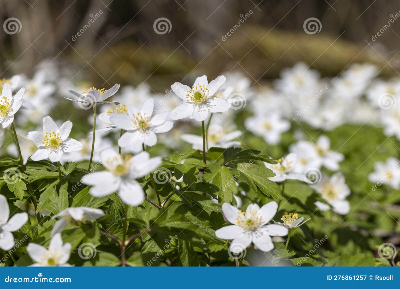 The First Spring Flowers Growing in the Forest Stock Image - Image of ...