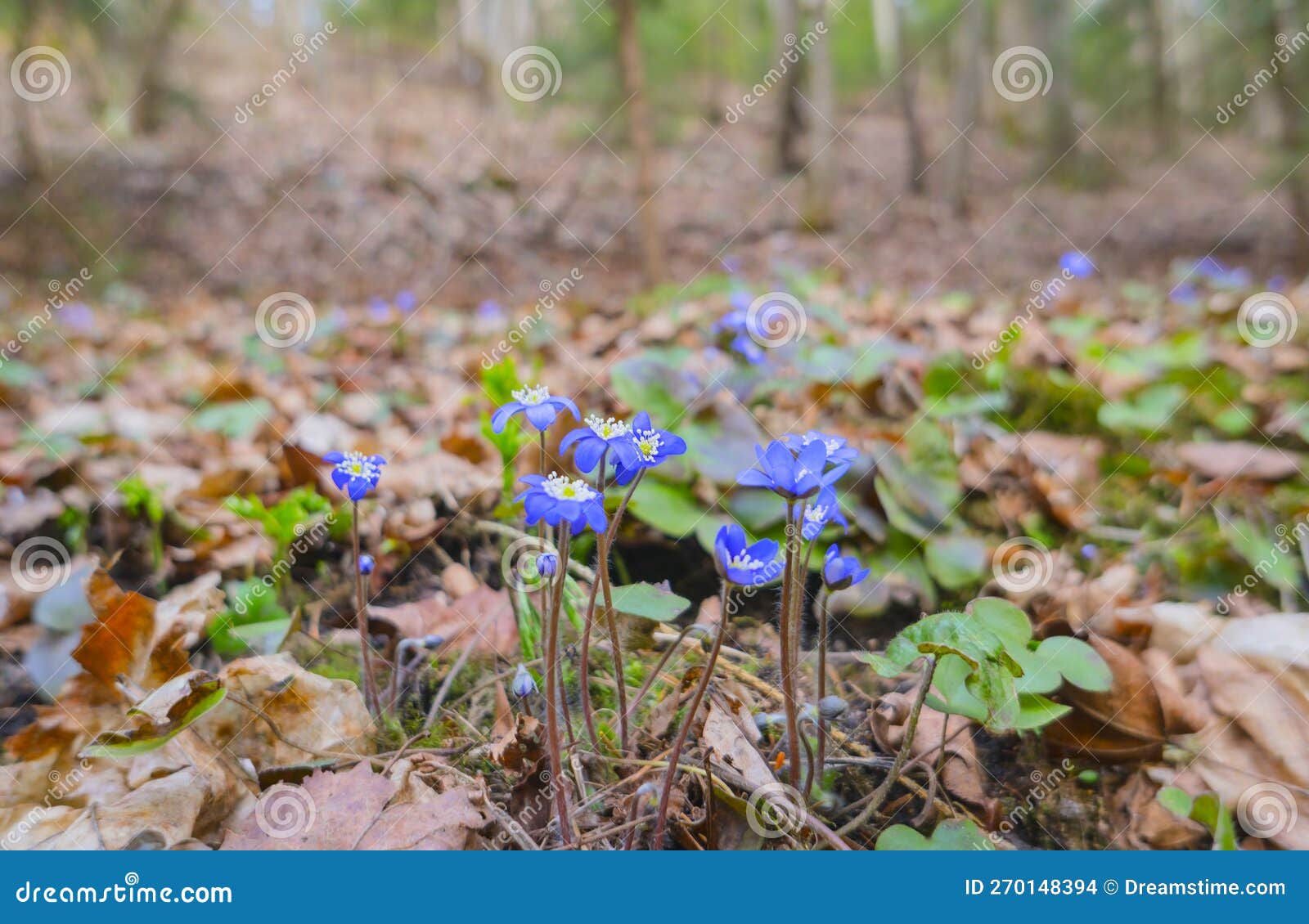The First Spring Flowers Hepatica Stock Photo - Image of beauty, park ...