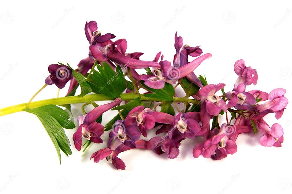 First Spring Flowers Isolated on White Stock Image - Image of petal ...