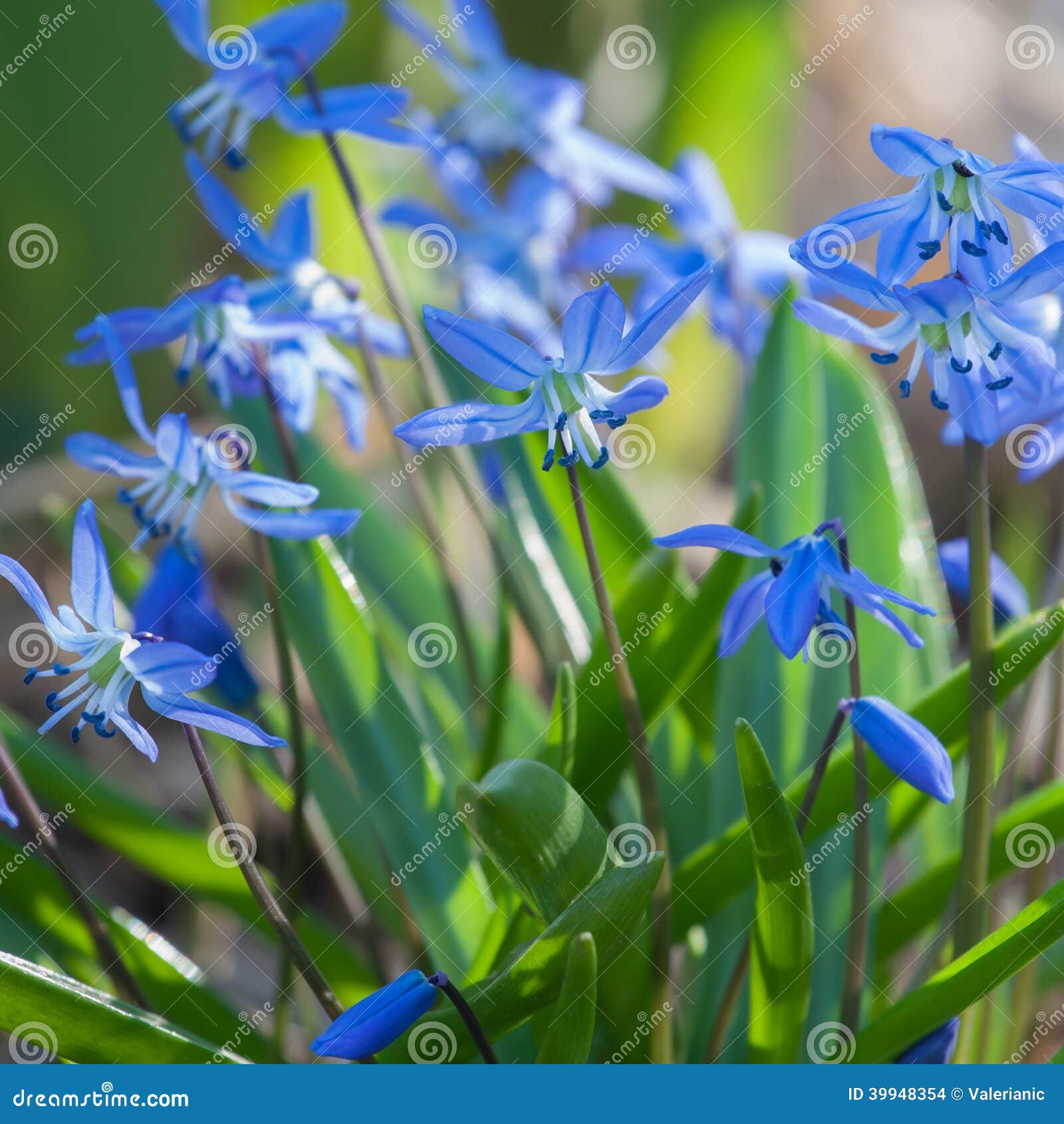 First spring flowers stock photo. Image of park, beautiful - 39948354