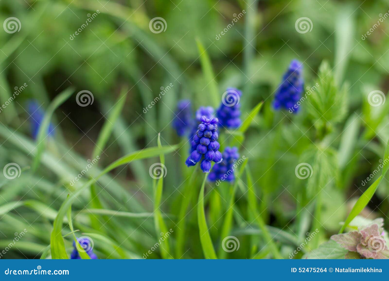 First spring flowers stock photo. Image of pictured, green - 52475264