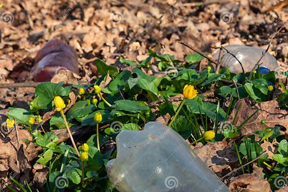 First Spring Flowers and Plastic Trash in the Forest. Forest Pollution ...
