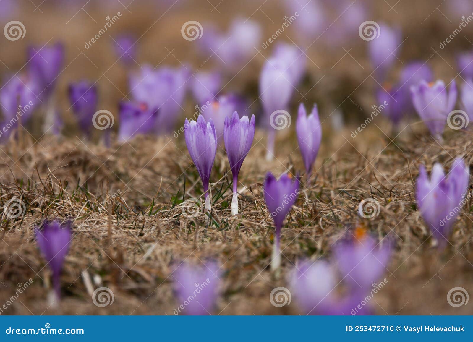 First Spring Flowers Saffron Stock Photo - Image of beautiful, meadow ...
