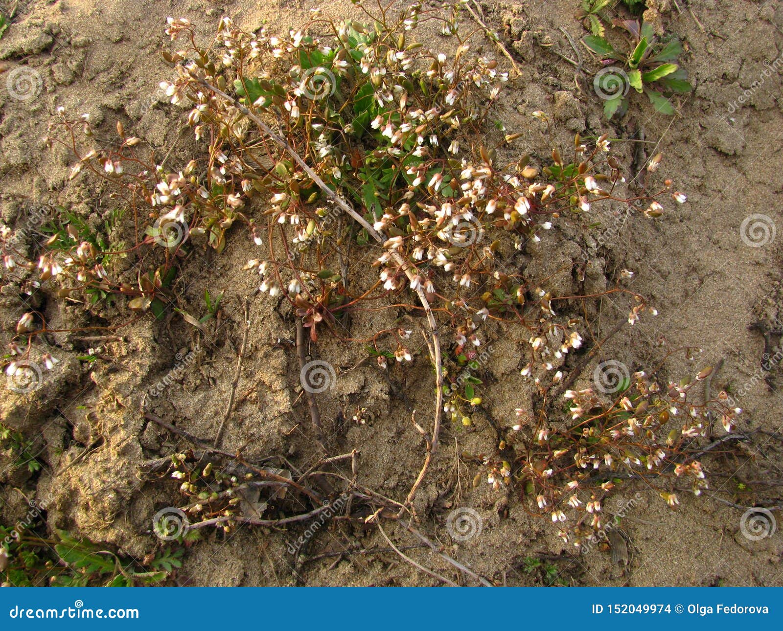 The First Spring Flowers on the Sandy Bank of the River Stock Photo ...
