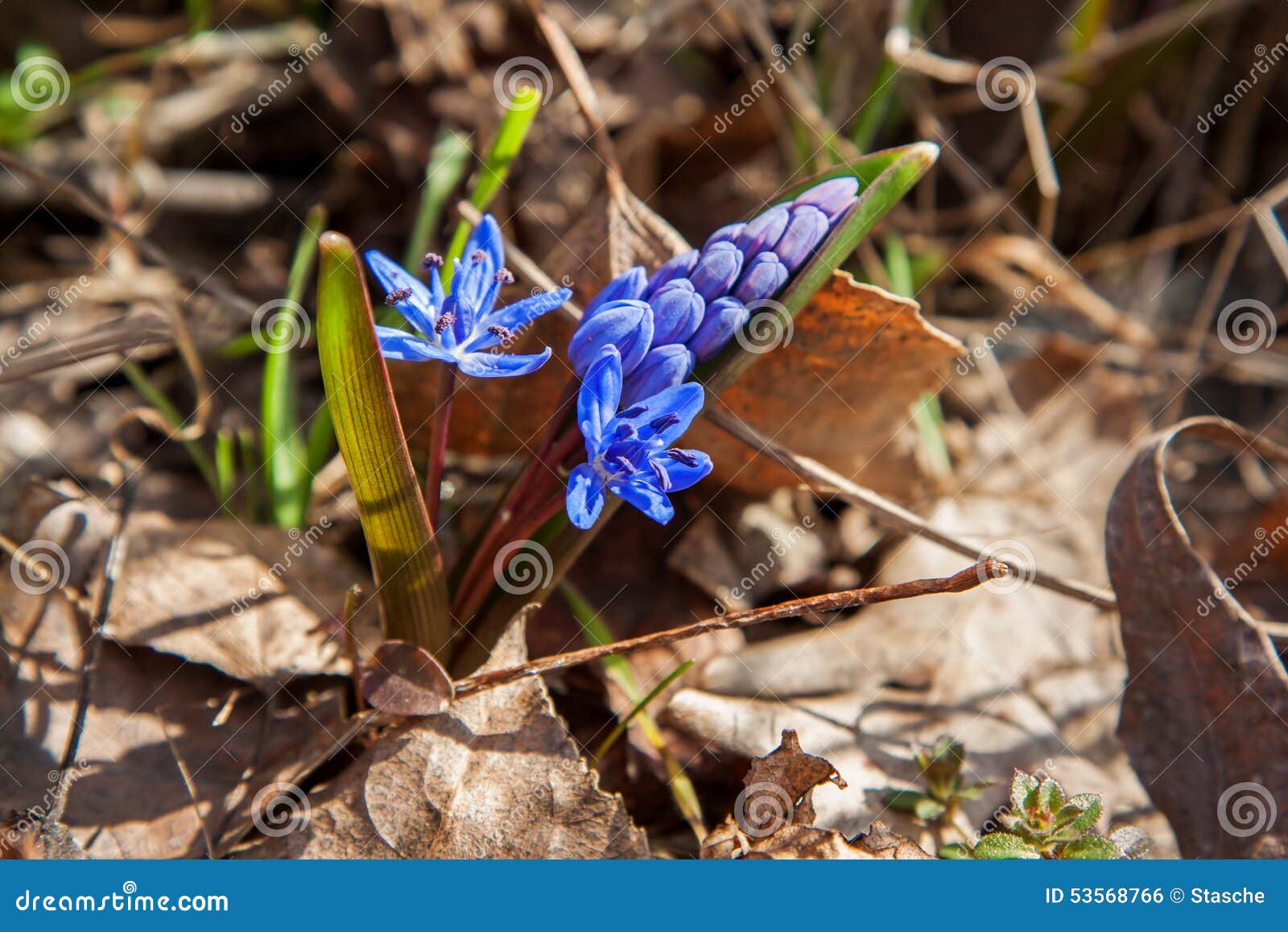 Scylla is the First Spring Blue Flowers To Break through Last Year S ...