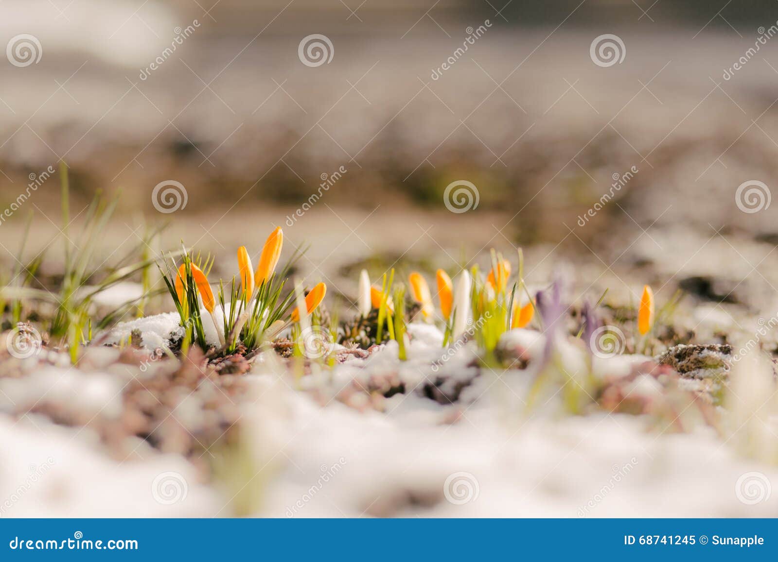 First Spring Flowers in Snow with Copy Space Stock Image - Image of ...