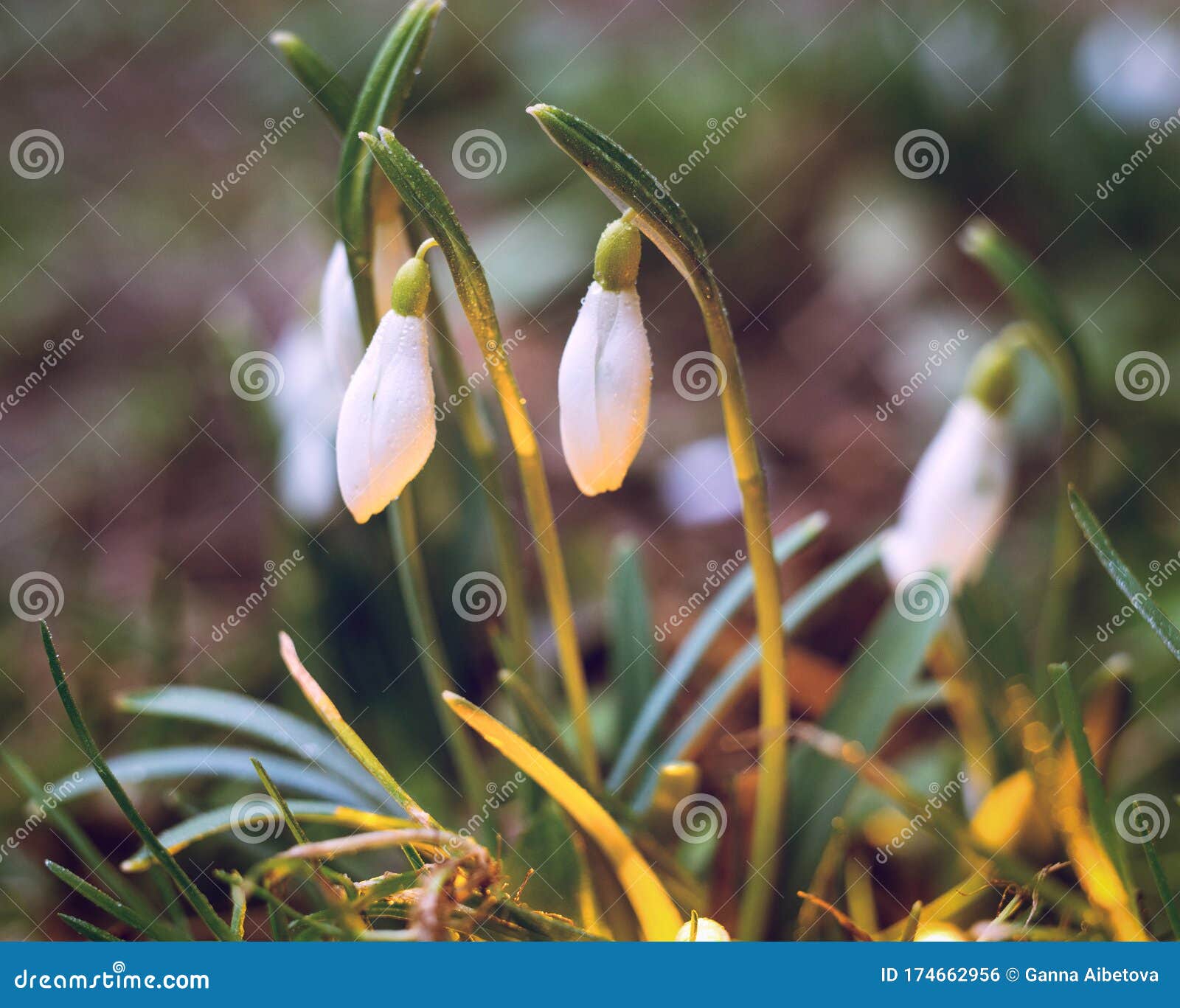 First Spring Flowers Snow Drops on a Sunny Field Stock Photo - Image of ...