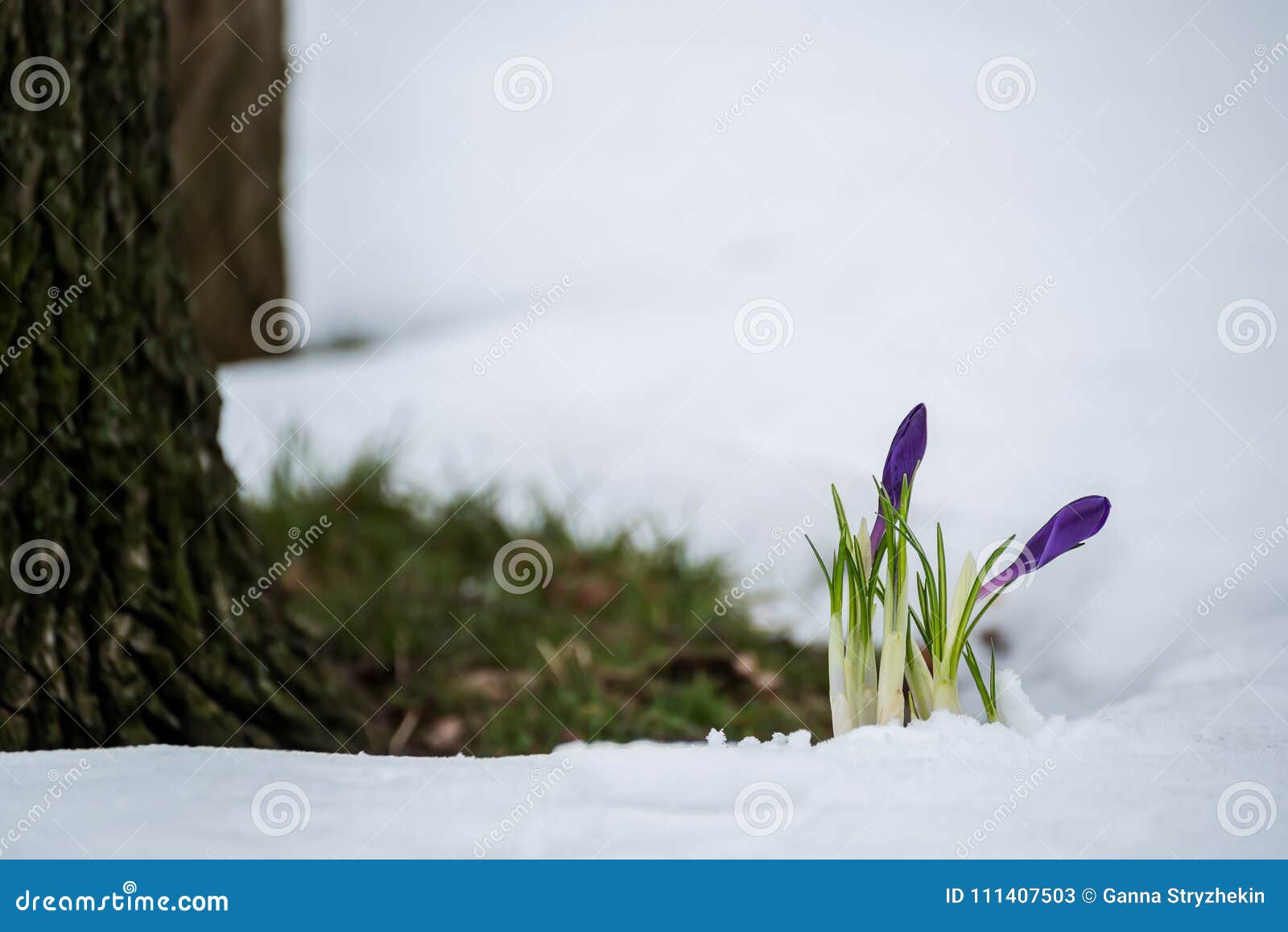 The First Spring Flowers in the Snow Stock Image - Image of season ...