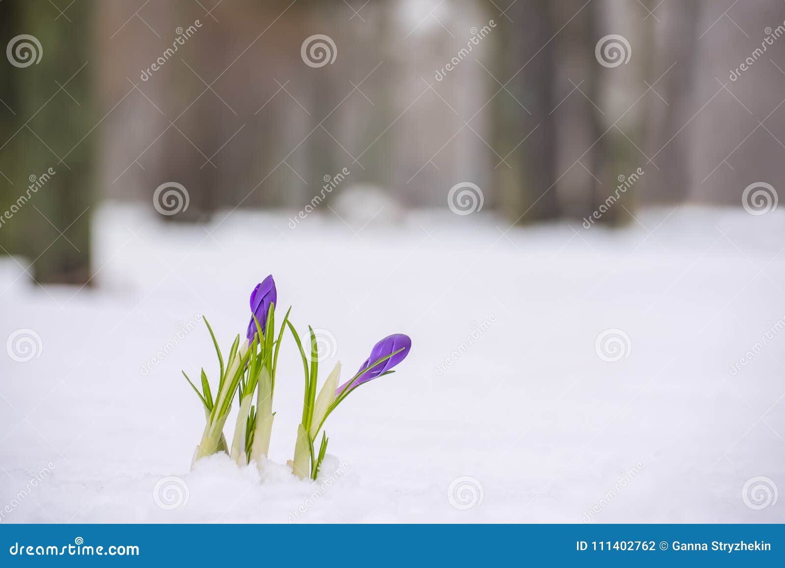 The First Spring Flowers in the Snow on a Forest Glade. Stock Photo ...