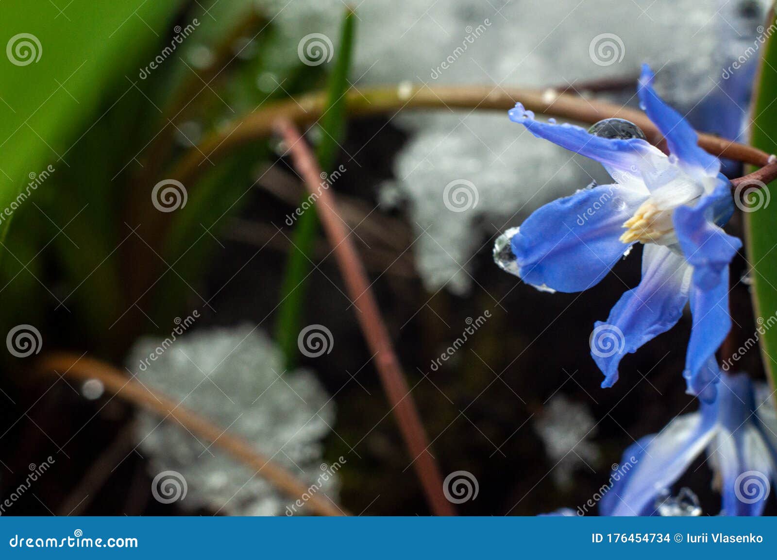 First Spring Flowers with Snow in 22 March 2020 Stock Photo - Image of ...