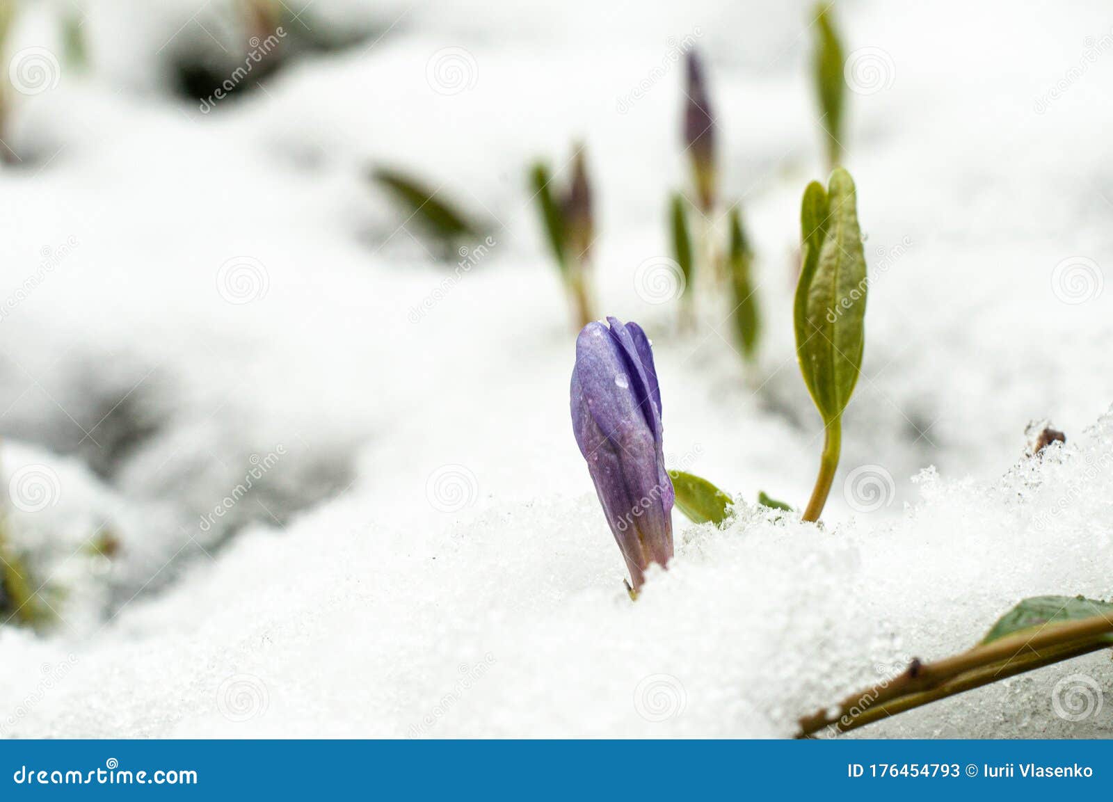 First Spring Flowers with Snow in 22 March 2020 Stock Image - Image of ...