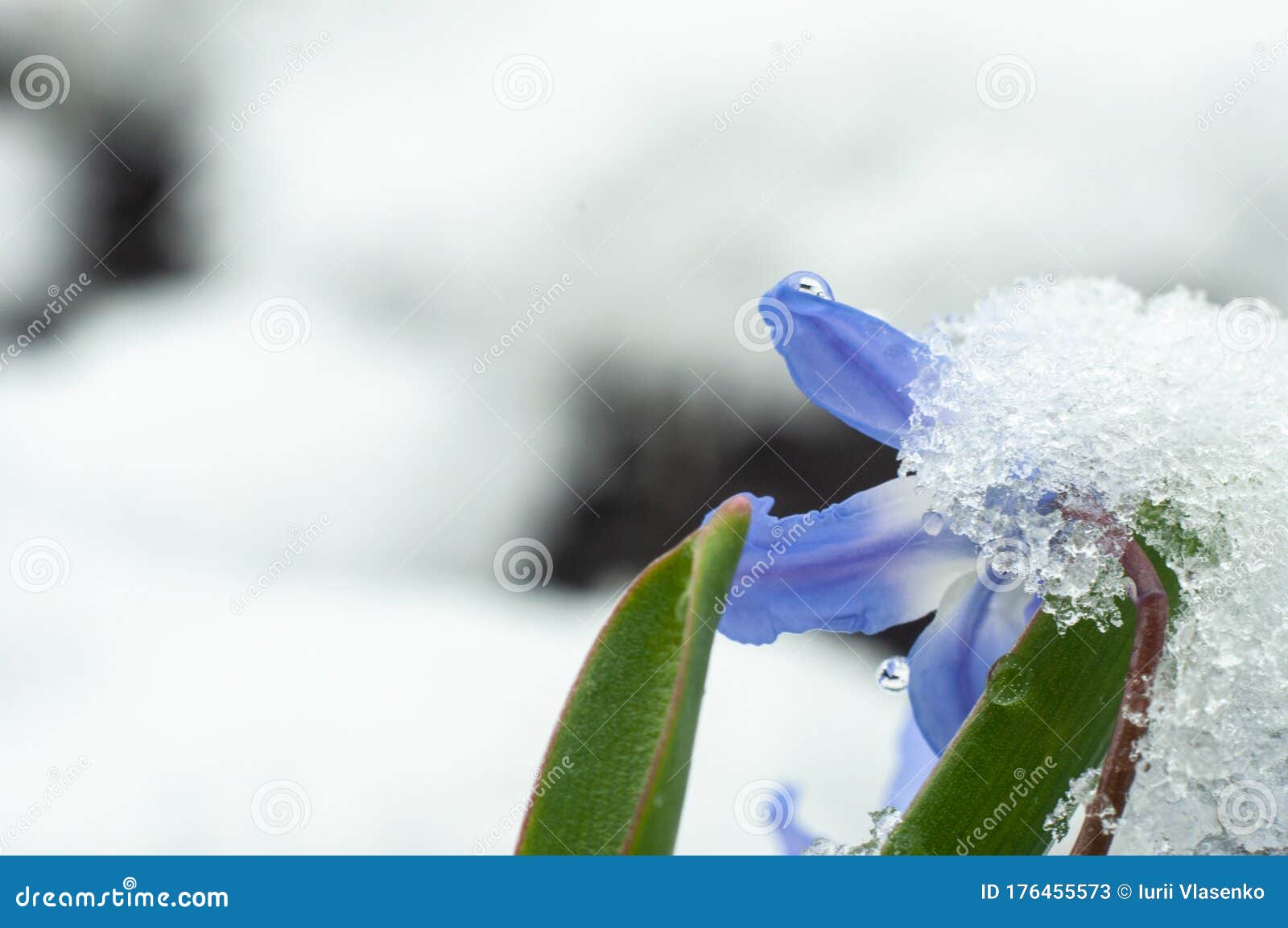 First Spring Flowers with Snow in 22 March 2020 Stock Image - Image of ...