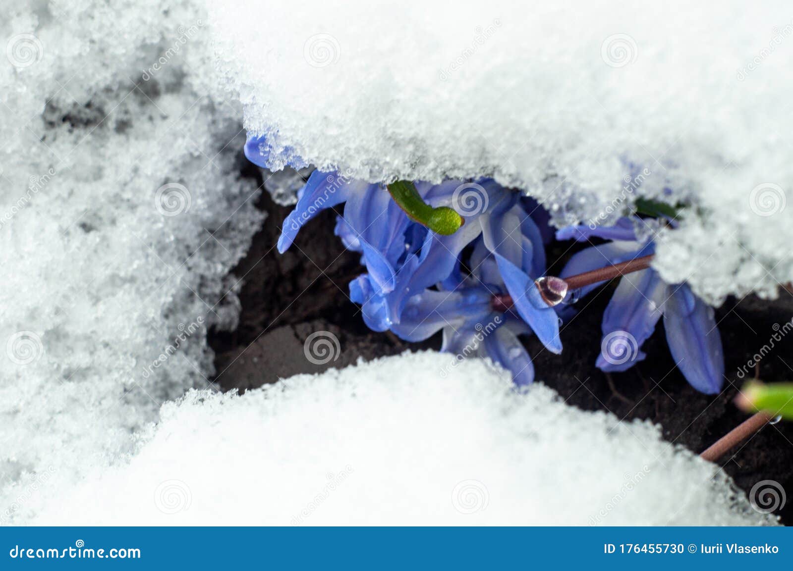 First Spring Flowers with Snow in 22 March 2020 Stock Photo - Image of ...