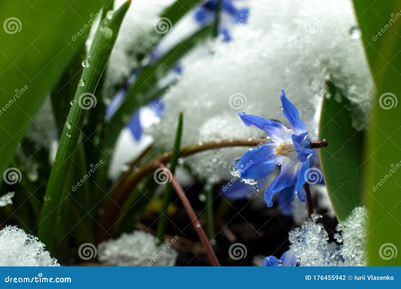 First Spring Flowers with Snow in 22 March 2020 Stock Photo - Image of ...