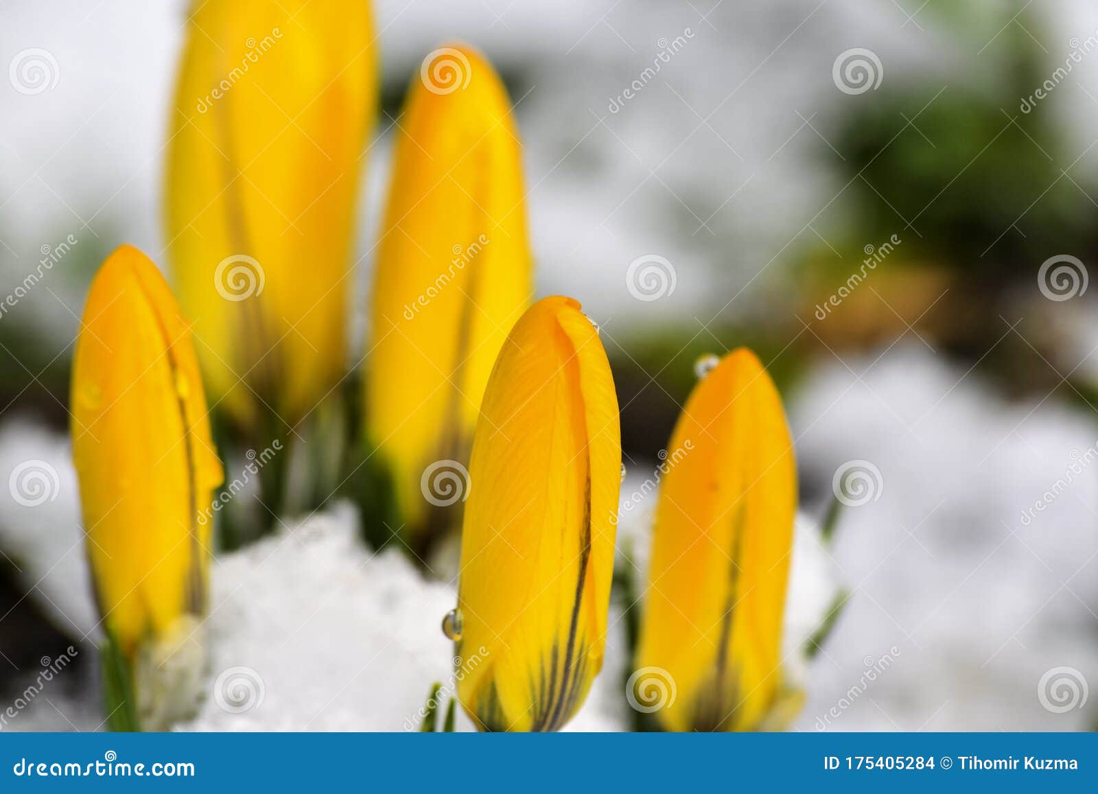 A Yellow Crocus Flower in the Snow Stock Photo - Image of growth, life ...