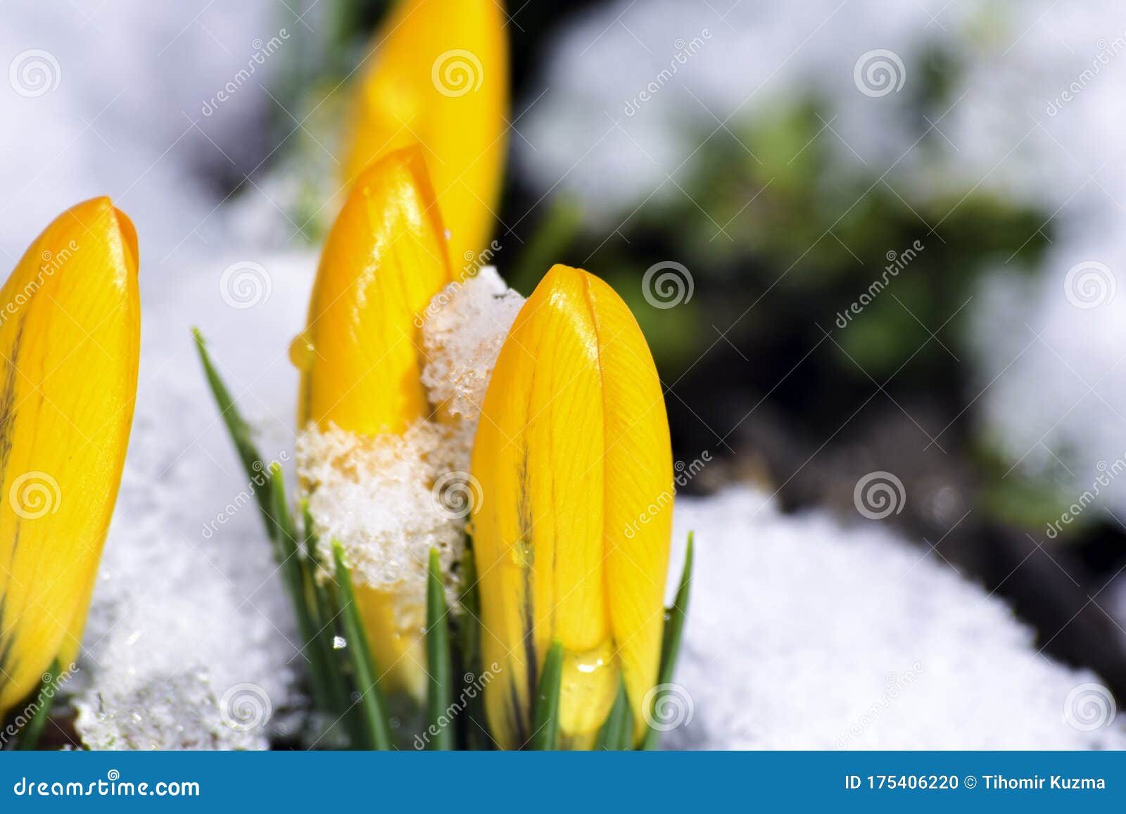 A Yellow Crocus Flower in the Snow Stock Photo - Image of color ...