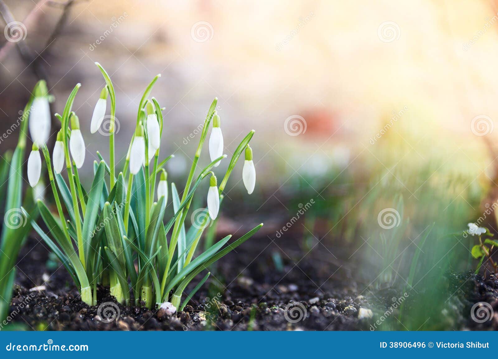 First Spring Flowers, Snowdrops in Garden, Stock Photo - Image of ...
