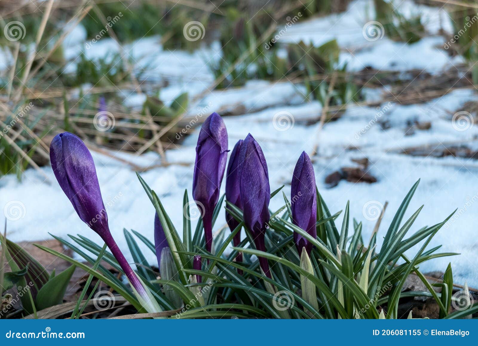 First Spring Flowers Sprout through the Snow. Crocus Iridaceae. Stock ...