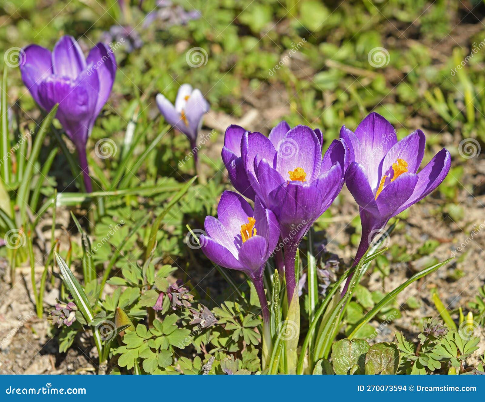 First Spring Flowers on Sunny Day. Crocus Vernus (Spring Crocus, Giant ...