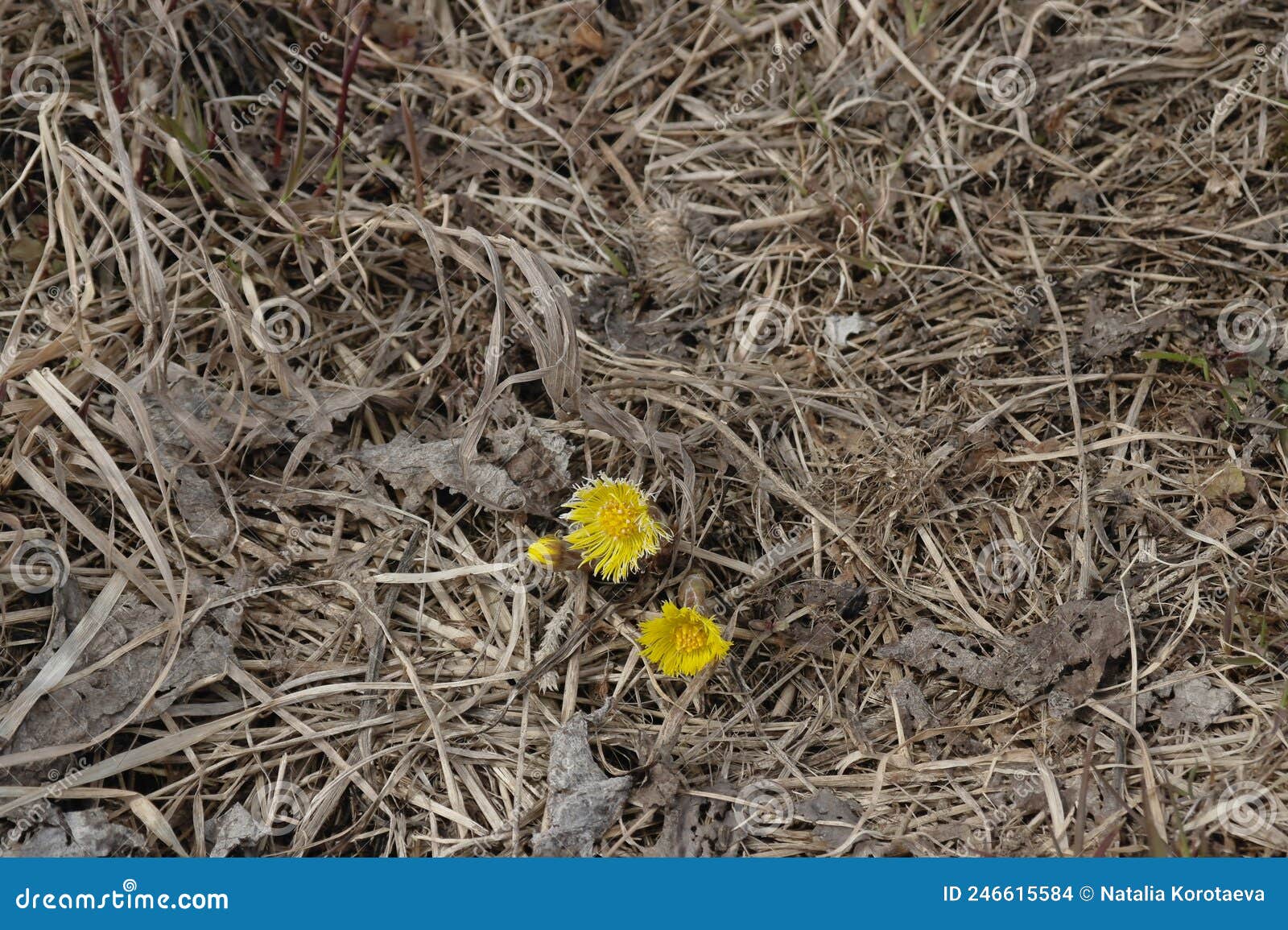 The First Spring Flowers on the Thaw Stock Photo - Image of nature ...