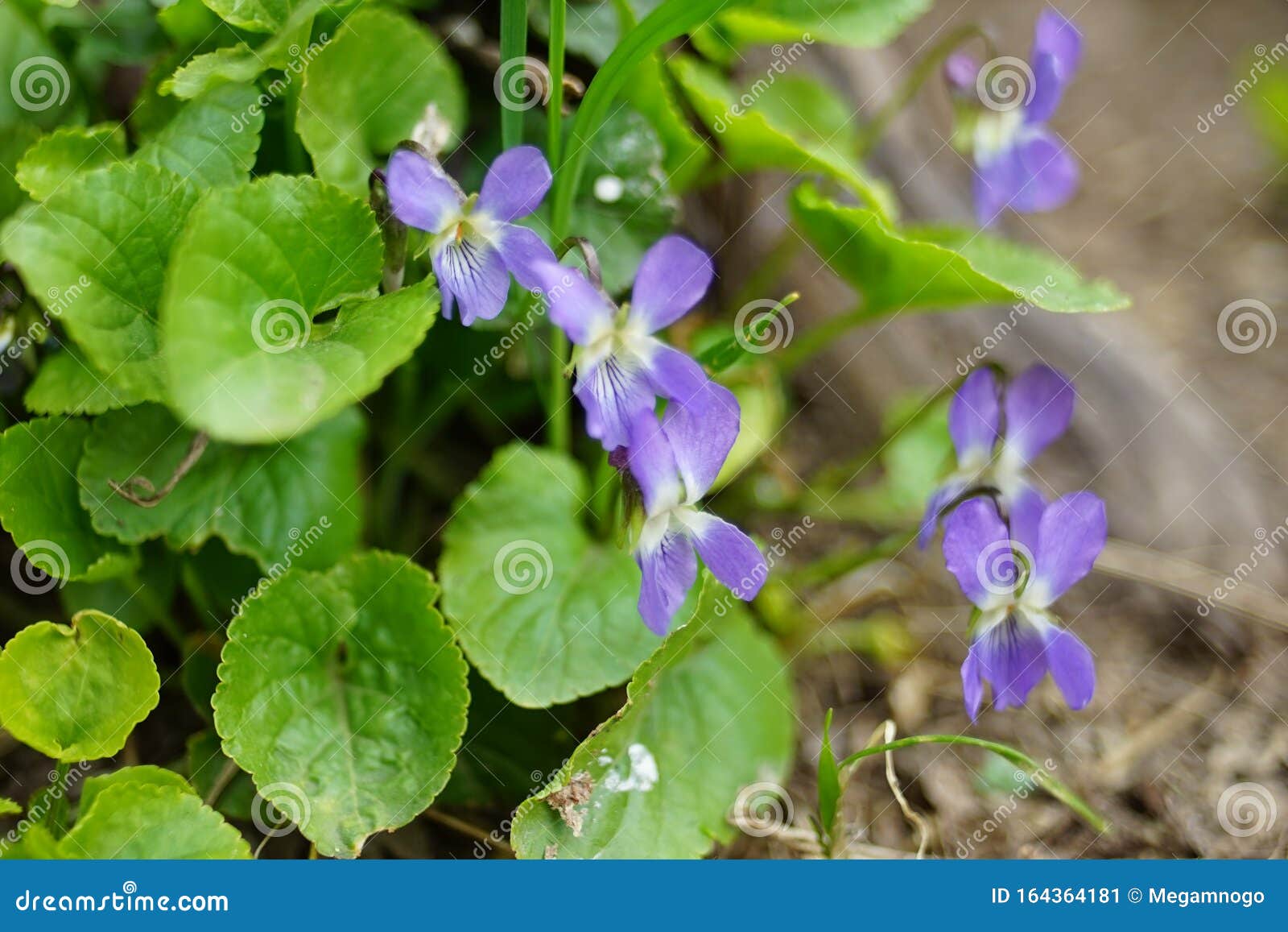 The First Spring Flowers Violet Fragrant Grow in the Garden Stock Image ...