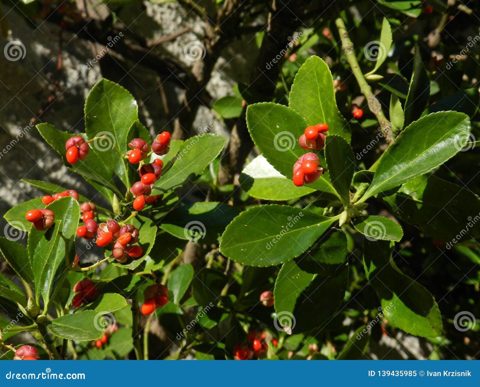 The First Red Spring Flowers in the Warm Spring Sun. Stock Image ...