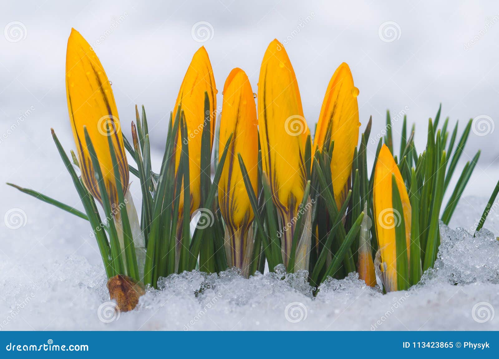 First Spring Flowers. Yellow Crocuses Growing among Snow Stock Image ...