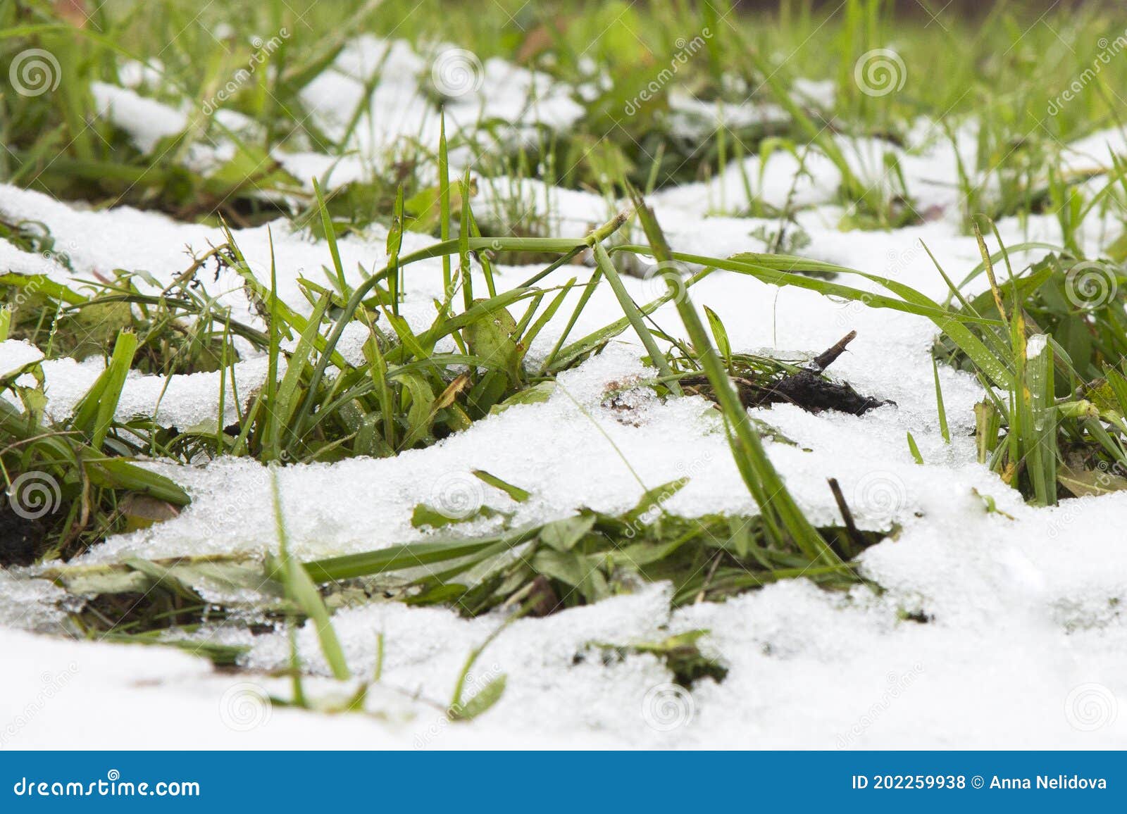 The First Spring Grasses Grow through the Snow Stock Photo - Image of ...