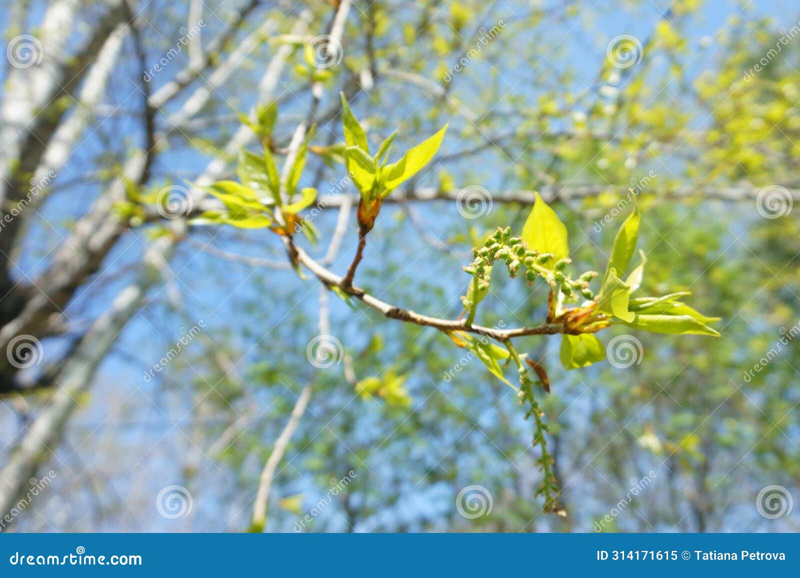 First Spring Green Leaves on a Poplar Tree Stock Image - Image of plant ...