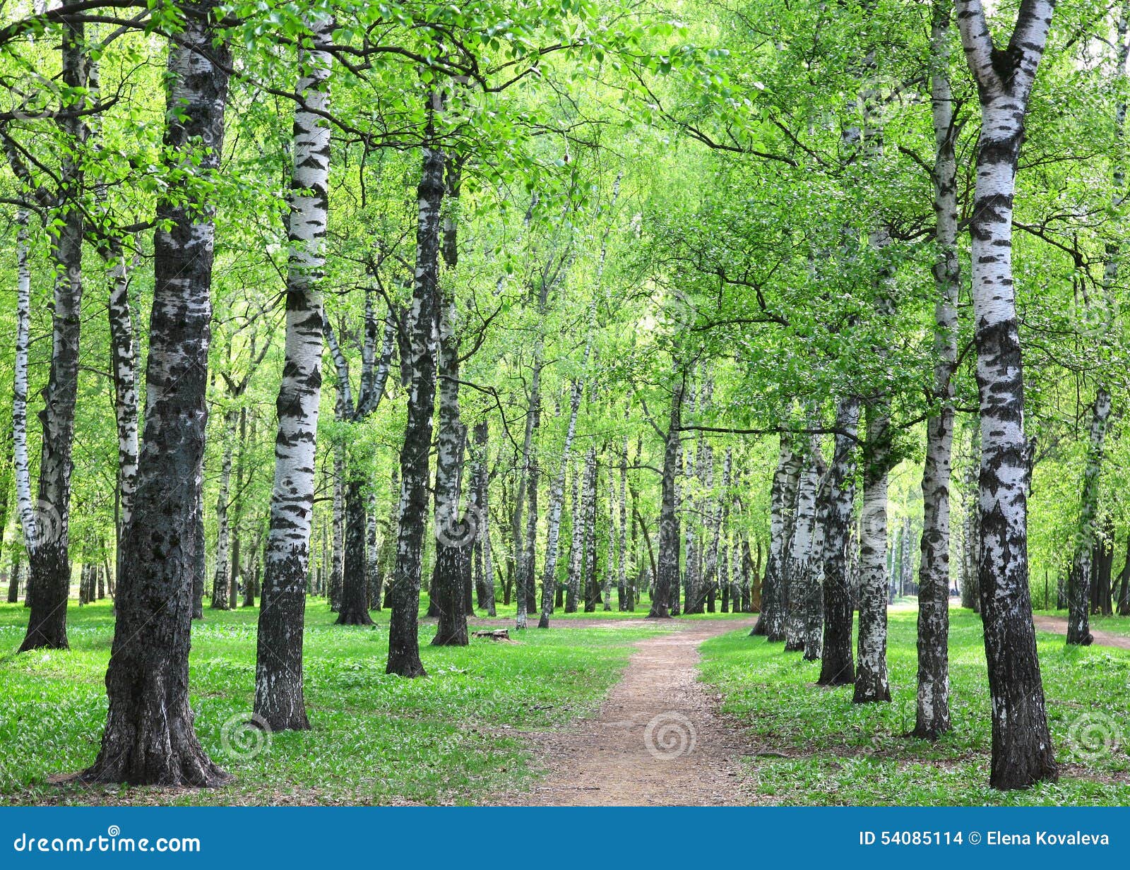 First Spring Greens in the Evening Birch Grove Stock Photo - Image of ...