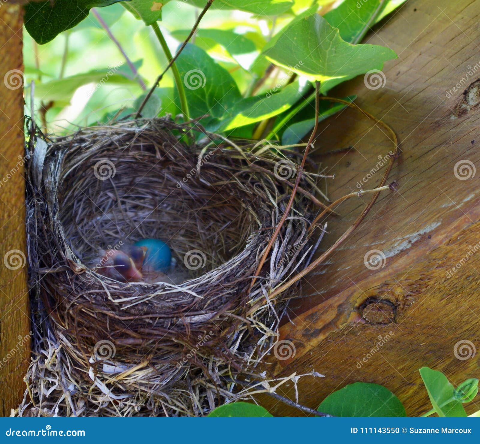 Closeup of Newborn Robins in the Springtime Stock Photo - Image of ...