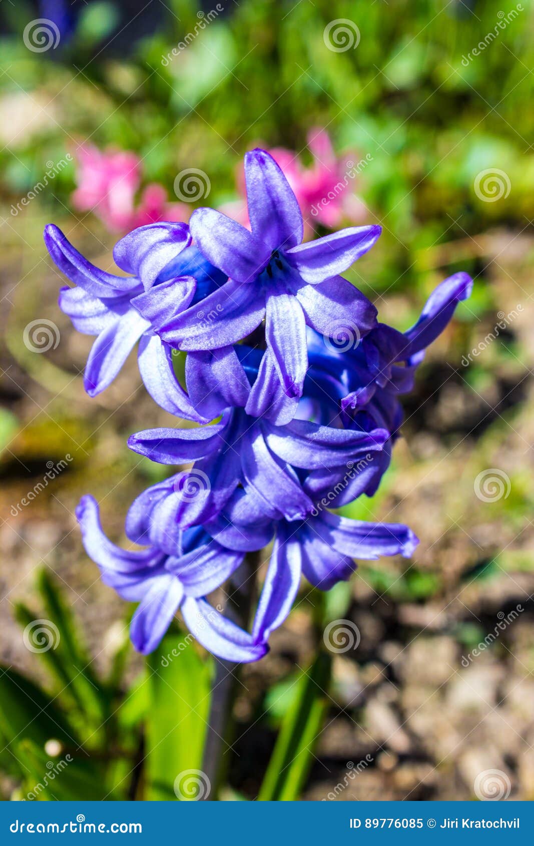 First spring hyacinth stock image. Image of freshness - 89776085