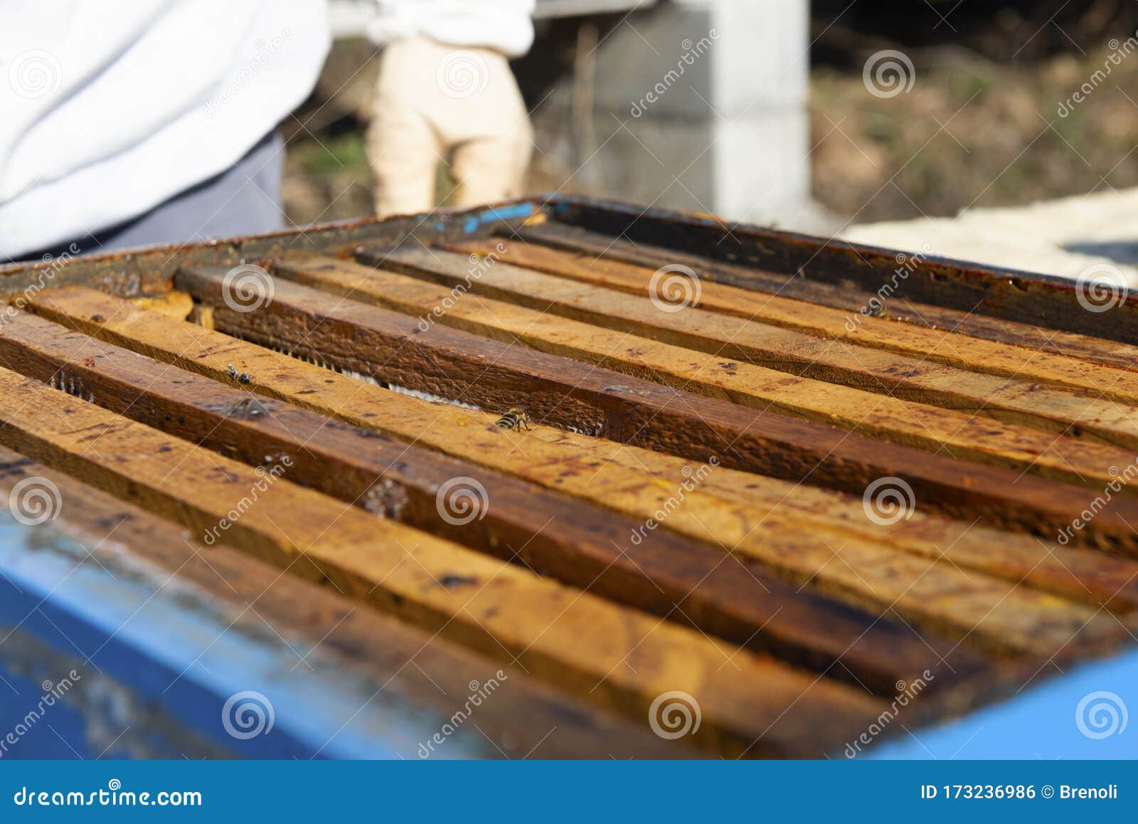 The First Spring Inspection of Bees after Winter Stock Photo - Image of ...