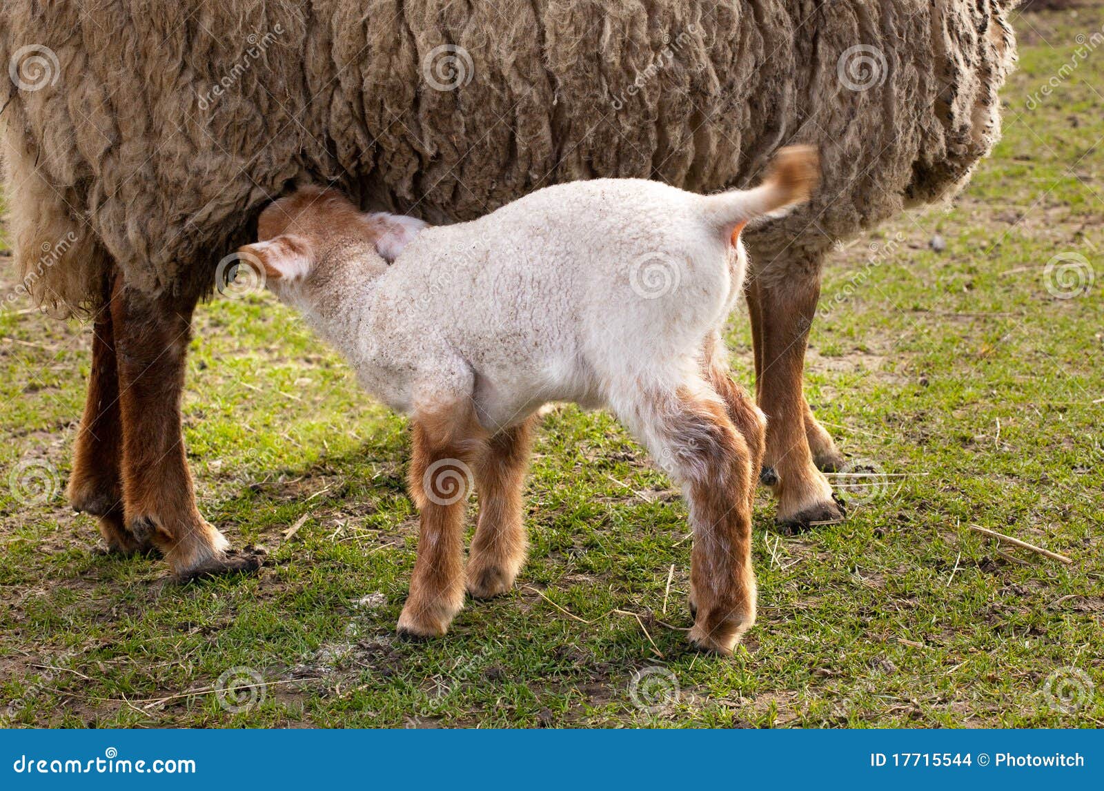 First spring lambs stock photo. Image of innocence, natural - 17715544