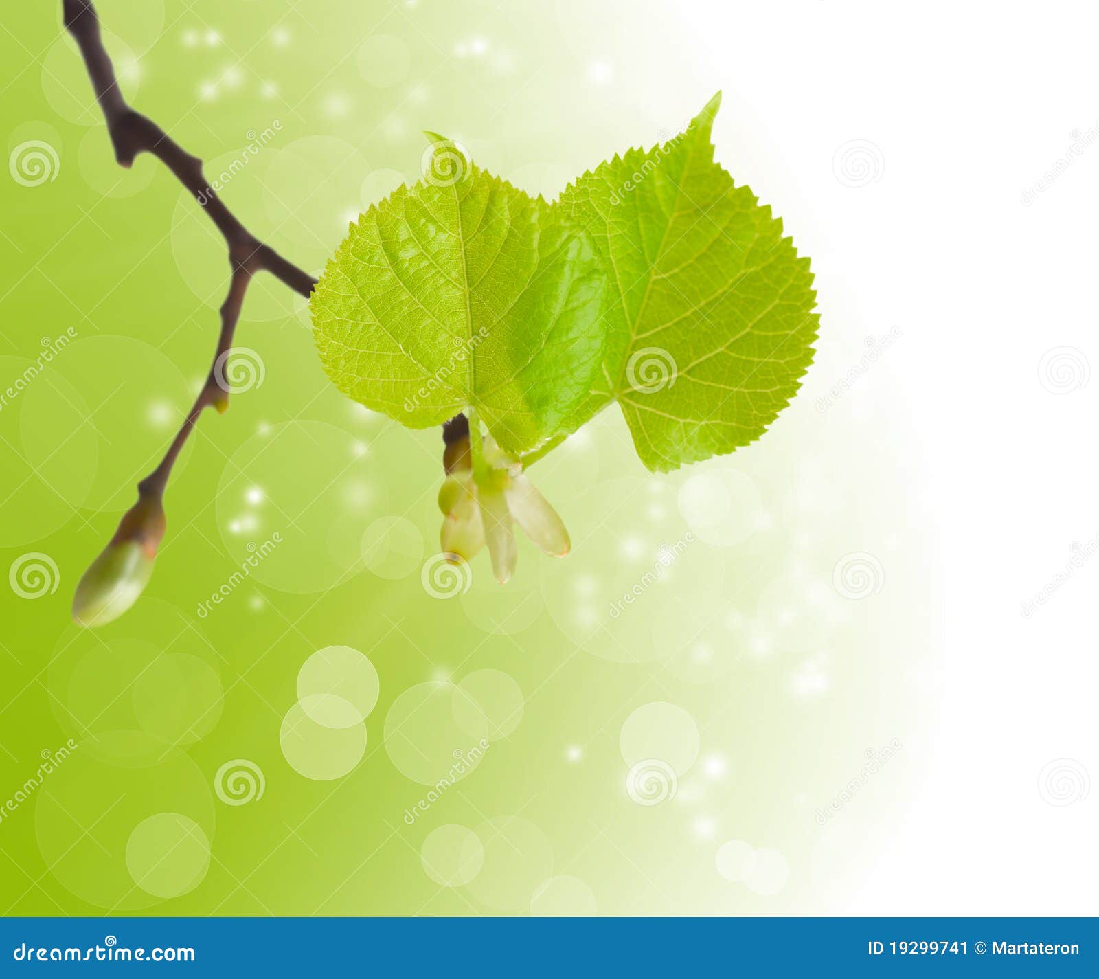 The first spring leaves stock image. Image of spring - 19299741