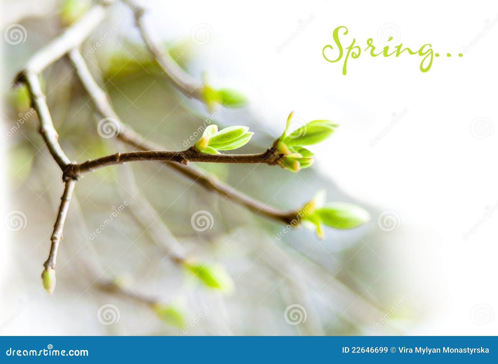 The first spring leaves stock image. Image of growth - 22646699