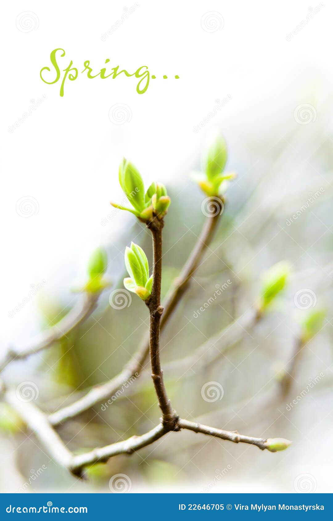 The first spring leaves stock image. Image of growth - 22646705
