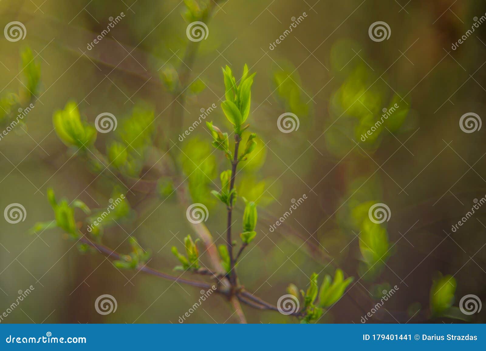 First spring leaves stock image. Image of natural, swirly - 179401441