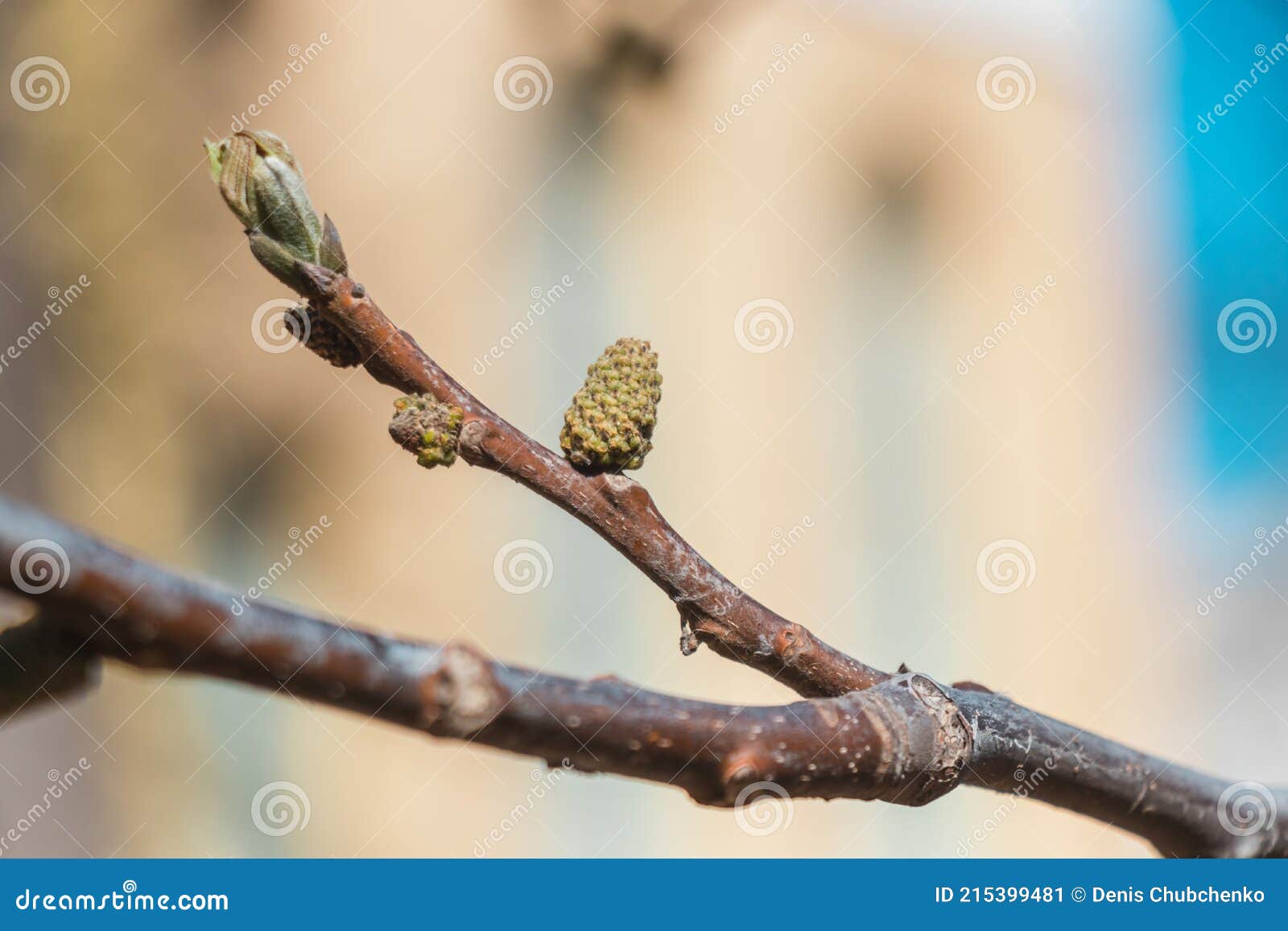 The First Spring Leaves on the Trees. Walk in the Park on Warm Days ...