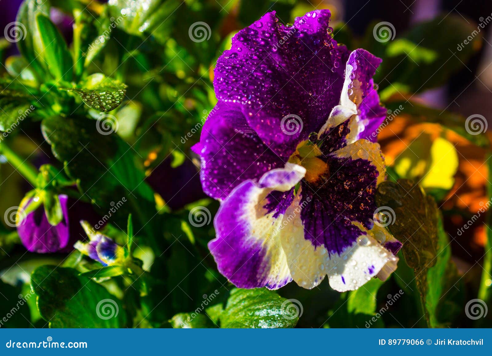 First spring pansy stock photo. Image of march, flora - 89779066