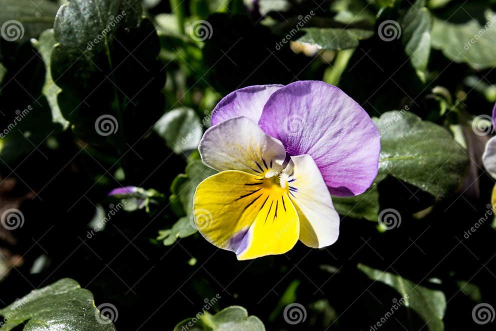 First spring pansy stock photo. Image of love, dewy, background - 90327172